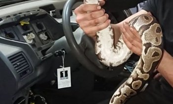 0297.nl | Koningspython gevangen na demonteren van auto